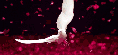 Animated bird flying images & Animations 100% FREE!