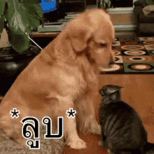 Animated dog chasing tail images & Animations 100% FREE!