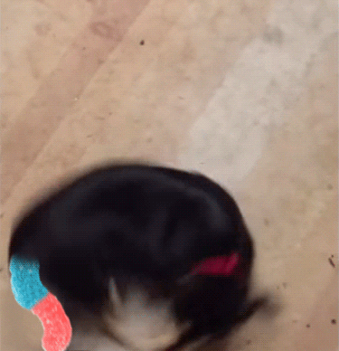 Animated dog chasing tail images & Animations 100% FREE!