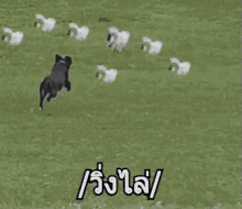 Animated dog chasing tail images & Animations 100% FREE!