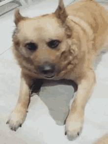 Animated dog chasing tail images & Animations 100% FREE!