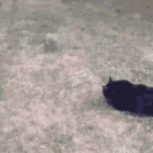 Animated dog chasing tail images & Animations 100% FREE!
