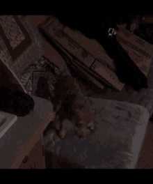 Animated dog chasing tail images & Animations 100% FREE!