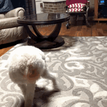 Animated dog chasing tail images & Animations 100% FREE!