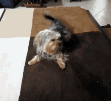 Animated dog chasing tail images & Animations 100% FREE!