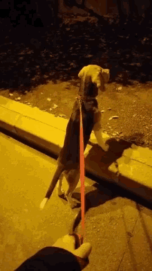 Animated dog chasing tail images & Animations 100% FREE!