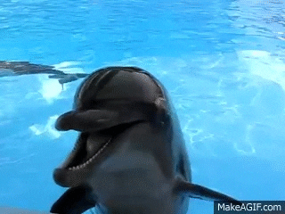 dolphin animated gif images & Animations 100% FREE!