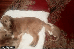 Animated dog chasing tail images & Animations 100% FREE!
