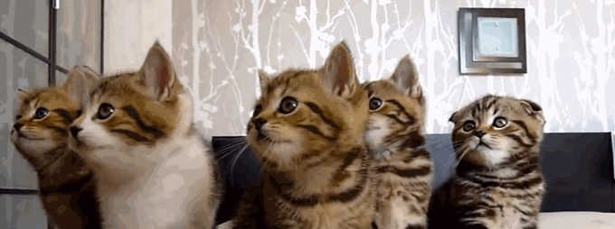Animated kitten images & Animations 100% FREE!