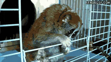 lemur animated gif images & Animations 100% FREE!