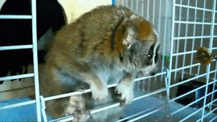 lemur animated gif images & Animations 100% FREE!