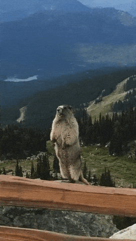 Animated groundhog images & Animations 100% FREE!