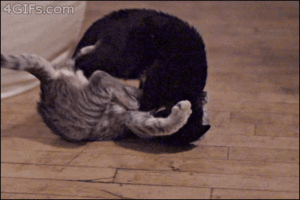 Animated cat fight images & Animations 100% FREE!