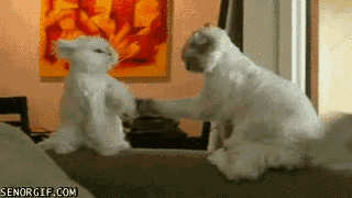 Animated cat fight images & Animations 100% FREE!