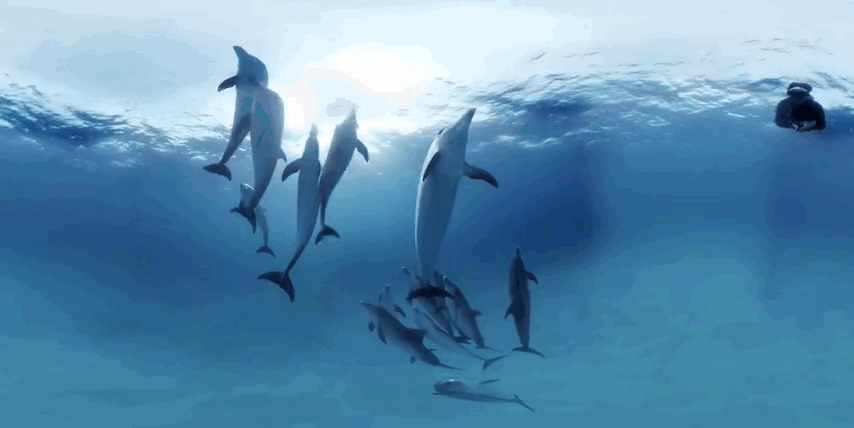 fish animated gif images & Animations 100% FREE!