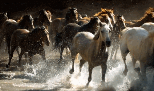 Animated horse running images & Animations 100% FREE!